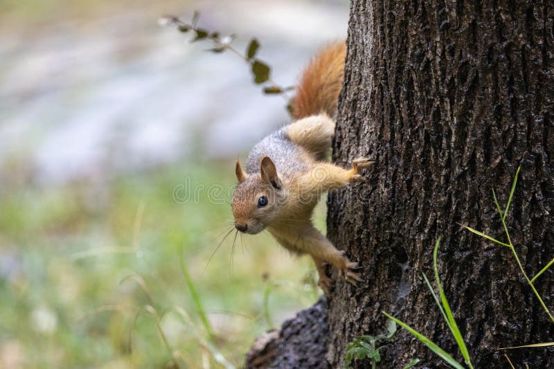 Squirrel Looks To Us from Behind the Tree Stock Image - Image of plant ...