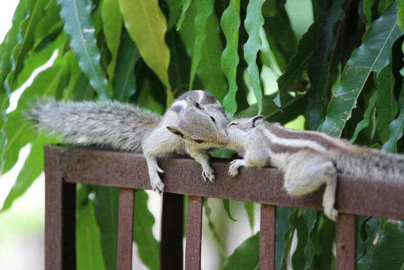 Squirrel love stock image. Image of love, squirrels, moments - 74744515