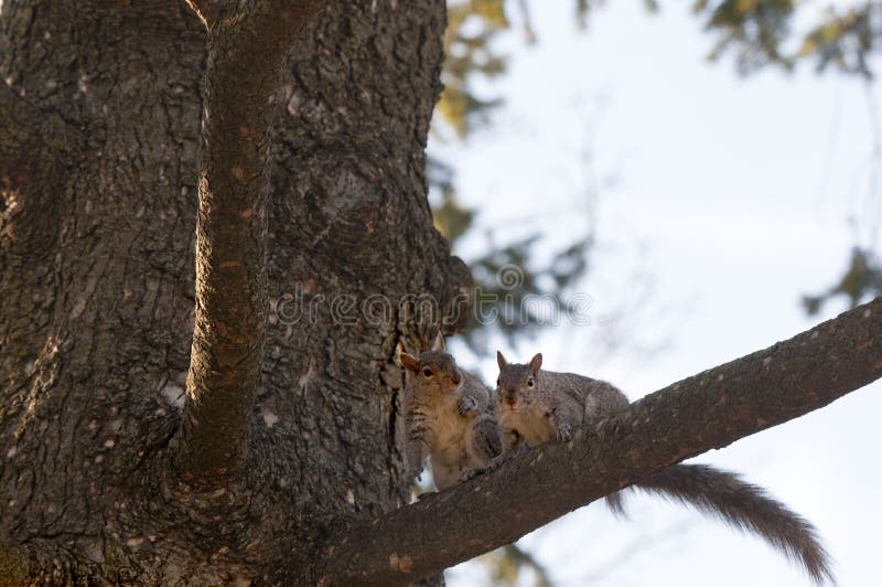 Squirrel Love stock image. Image of morning, warmth, cold - 40794401