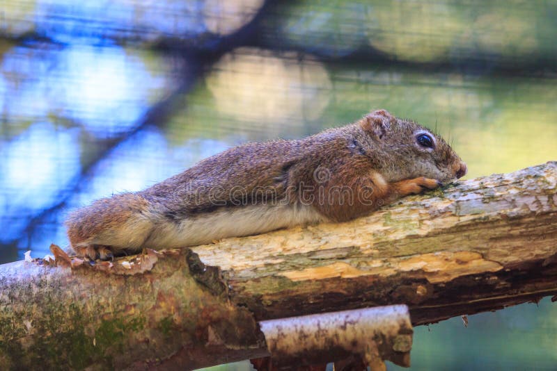 Squirrel on branch stock image. Image of furry, squirrel - 182389873