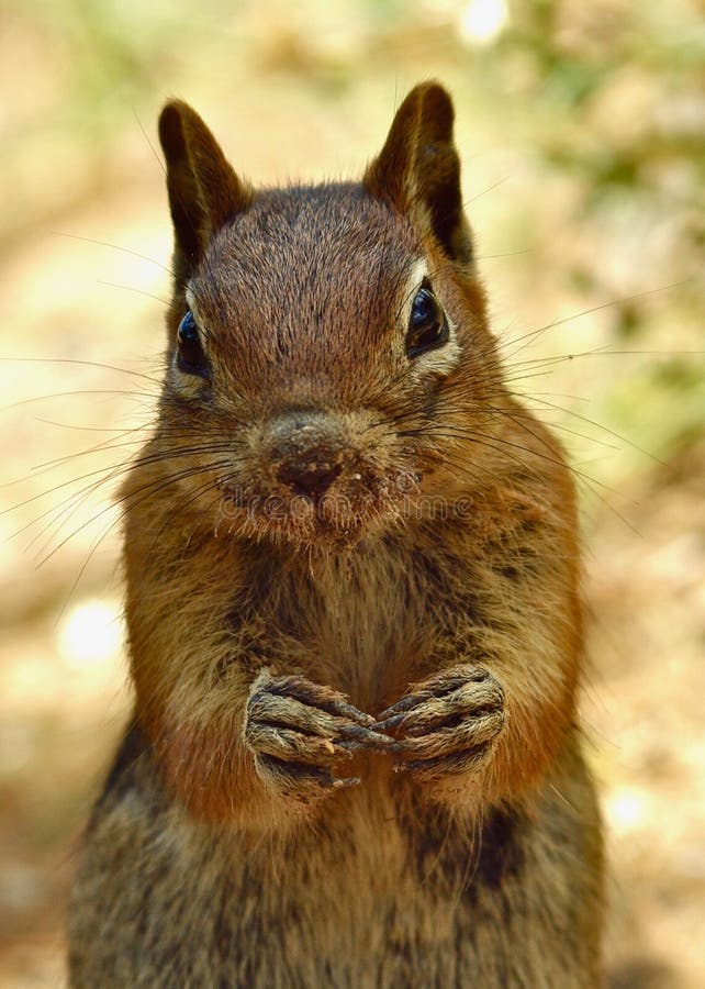 Squirrel, Fauna, Mammal, Whiskers Picture. Image: 100383195