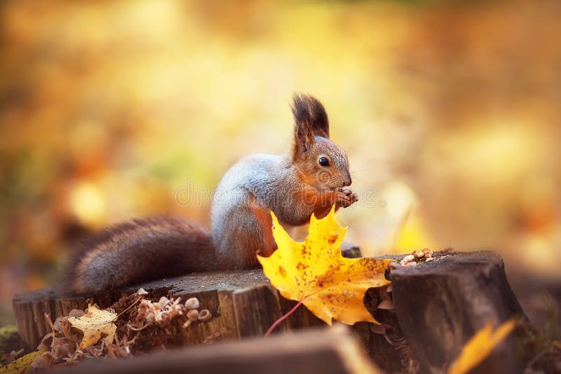 Squirrel with maple leaf stock image. Image of nature - 159347399