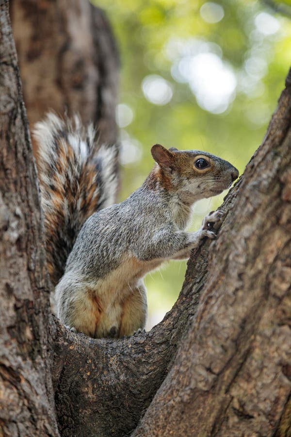 Squirrel in Mexican Park Chapultepec, Mexico City Stock Image - Image ...