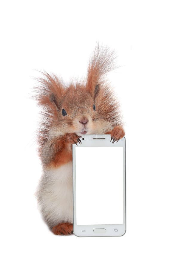 Red Squirrel on a Phone Box Stock Photo - Image of brown, front: 237186218