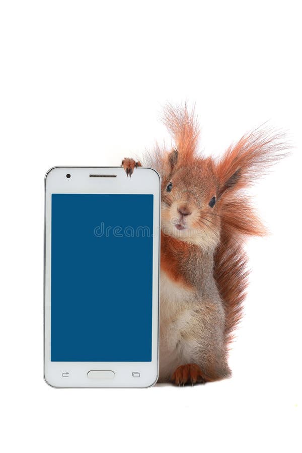 Red Squirrel on a Phone Box Stock Photo - Image of brown, front: 237186218