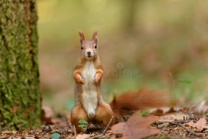Squirrel model stock photo. Image of vulgaris, republic - 65876606