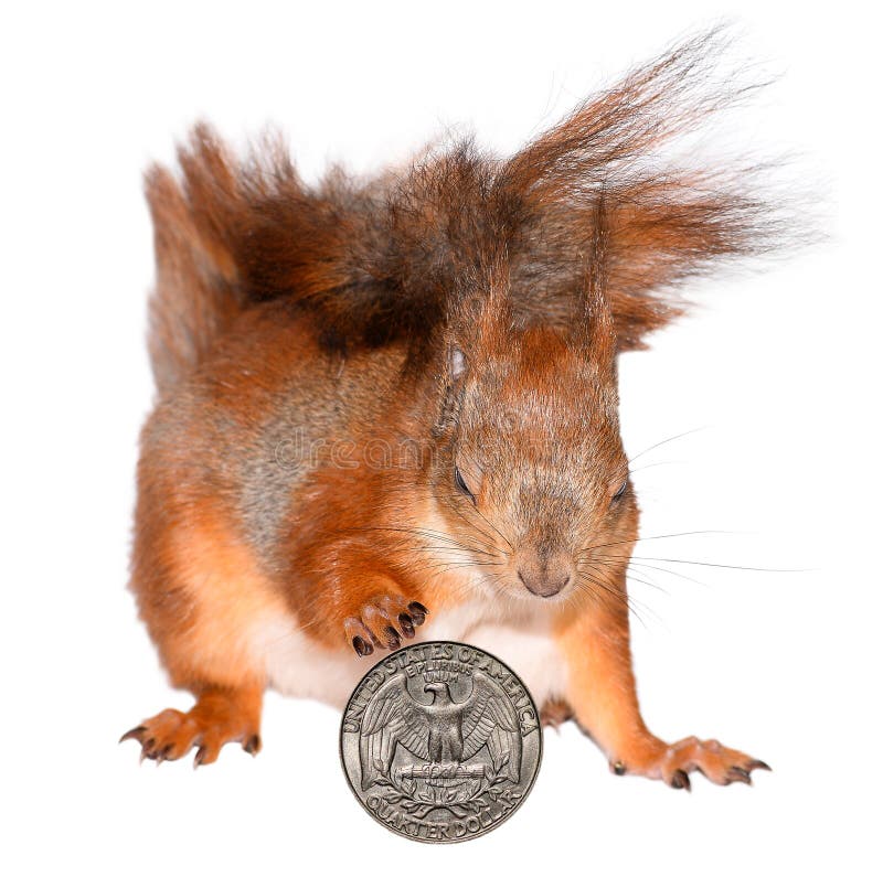 Squirrel and money stock image. Image of animal, looking - 58813591