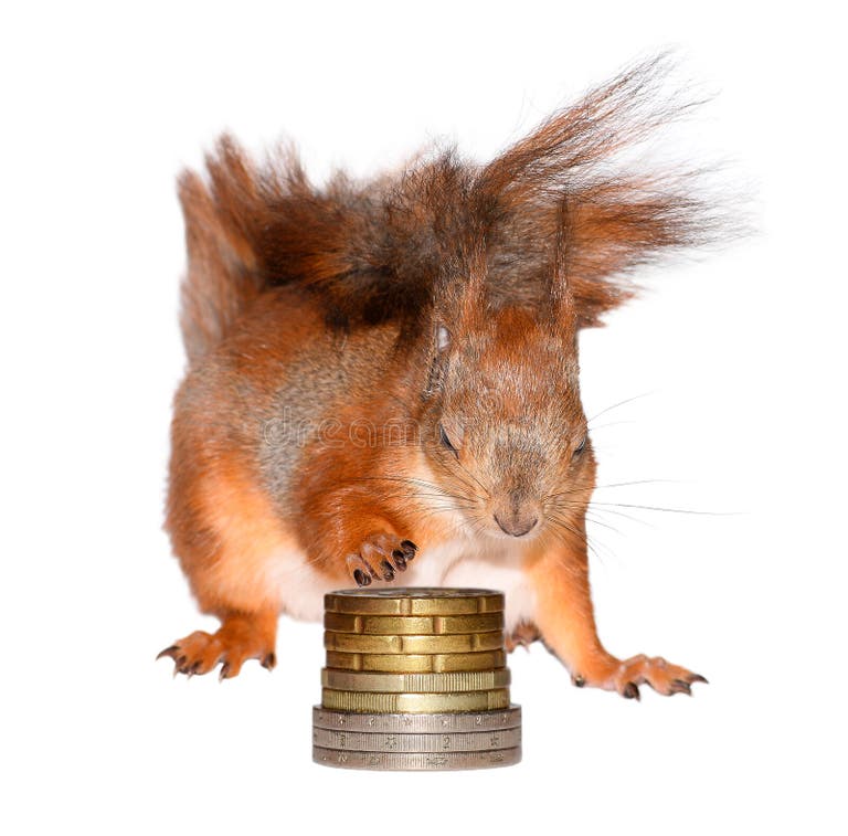 Squirrel and money stock photo. Image of coin, market - 58813536