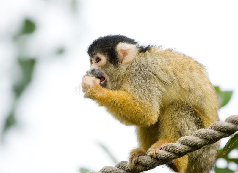 Squirrel monkey stock photo. Image of nature, eating - 10976114