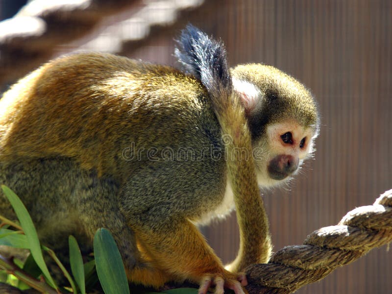 Squirrel Monkey stock photo. Image of eyes, thoughtful - 81426586