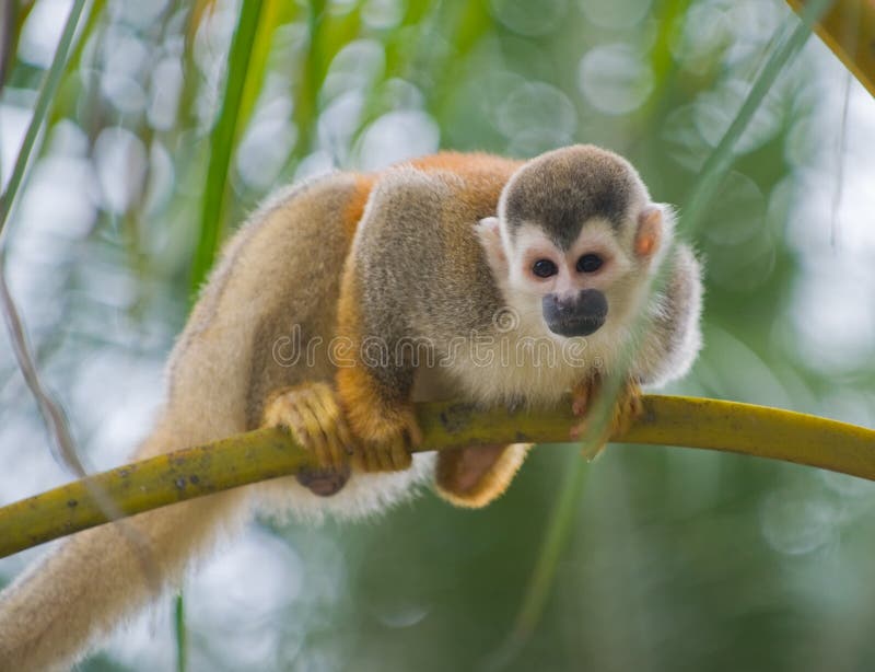 Squirrel monkey stock image. Image of manuel, central - 14033017