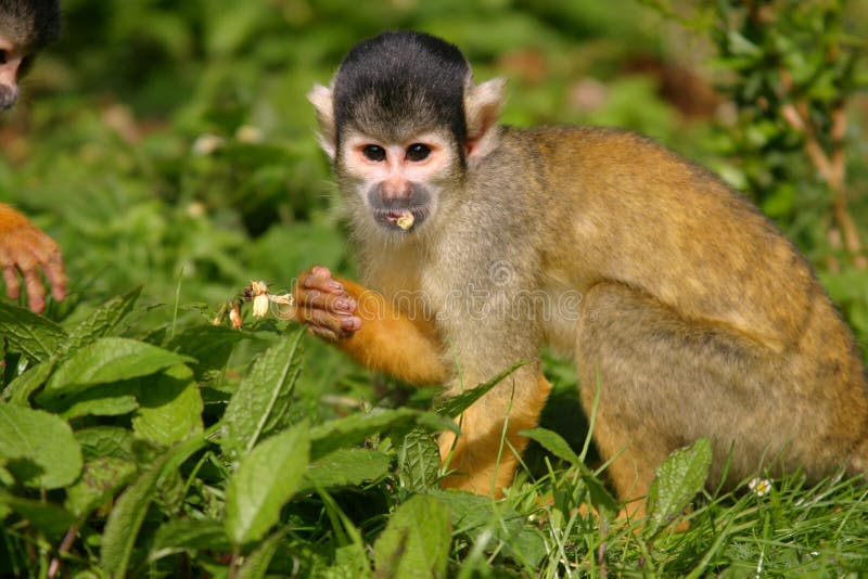 Squirrel monkey stock image. Image of mammal, monkey, mother - 150389