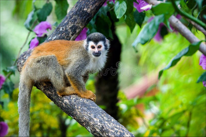The squirrel monkey. stock image. Image of mimic, face - 16083167