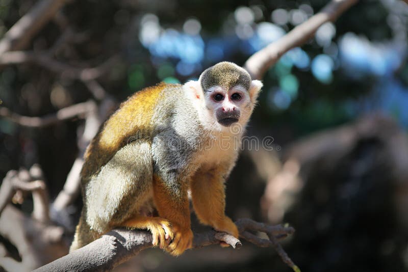 Squirrel monkey stock photo. Image of wildlife, nature - 18762530