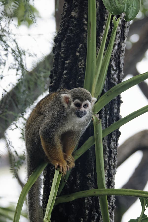 Squirrel monkey stock image. Image of south, nature, male - 21880819