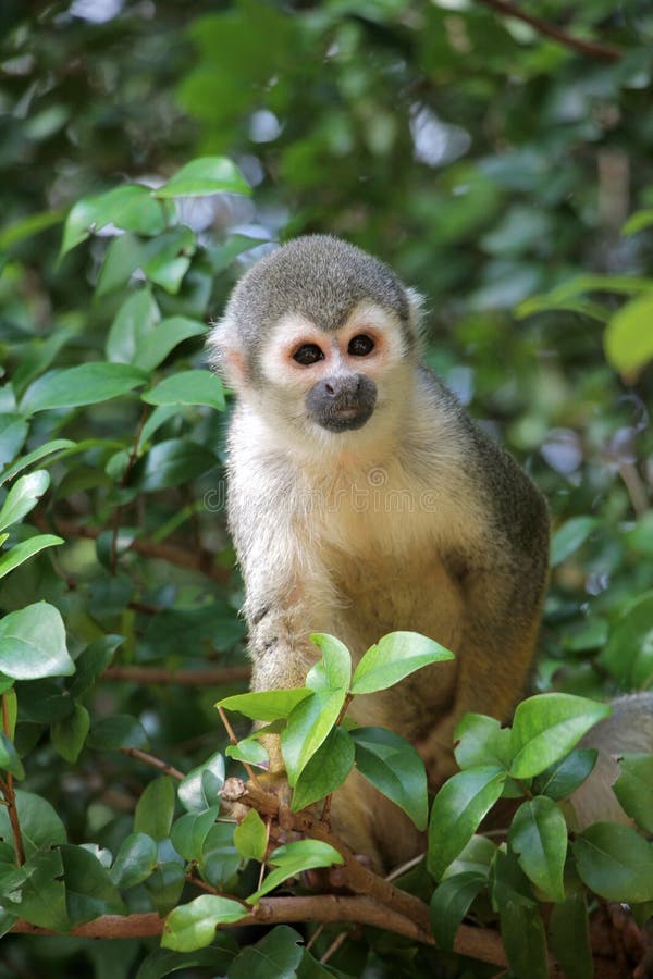 Woman gazing out window. stock image. Image of pensive - 8497725