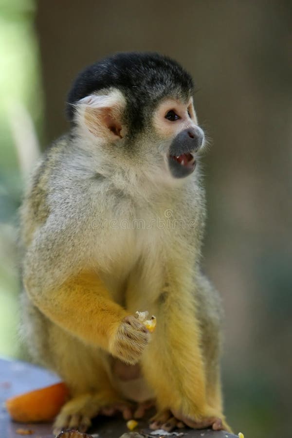 Squirrel Monkey stock photo. Image of mammal, color, little - 7362994