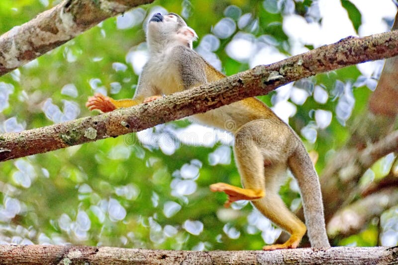 Squirrel Monkey in the Amazon Basin Stock Photo - Image of lago, agrio ...