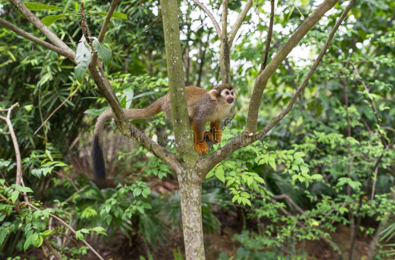 An Amazon Red Squirrel Feeding on Fruit Stock Image - Image of fruits ...