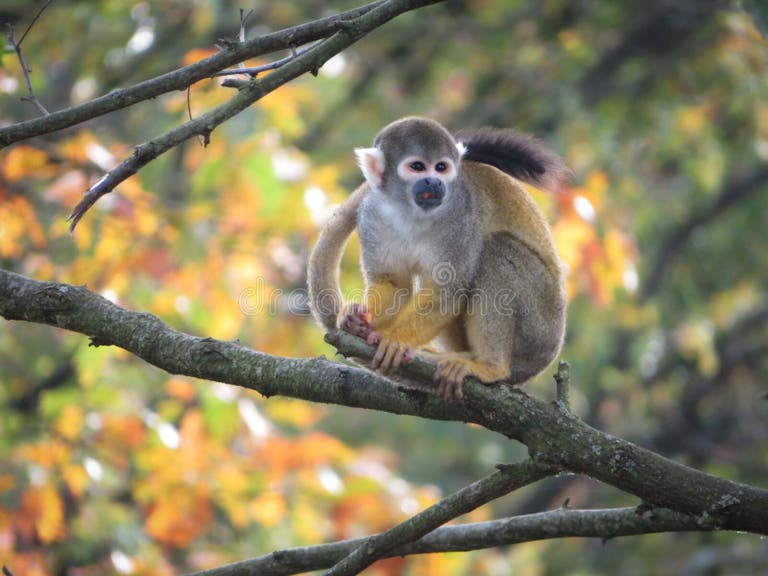 Squirrel monkey in autumn stock image. Image of monkey - 162340253
