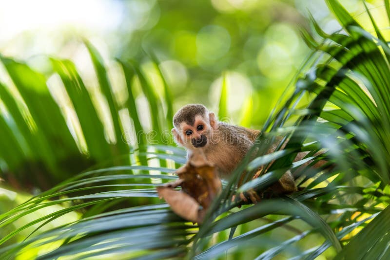 Squirrel Monkey on Branch of Tree - Animals in Wilderness Stock Image ...