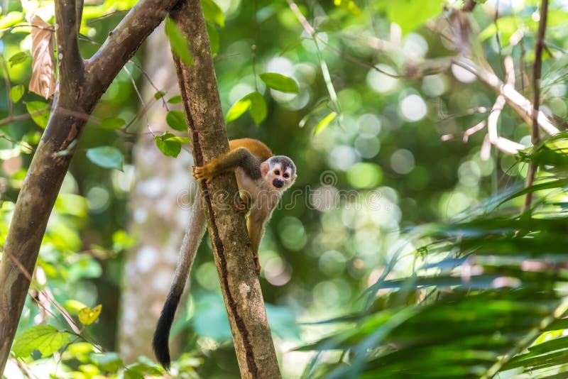 Squirrel Monkey on Branch of Tree - Animals in Wilderness Stock Photo ...