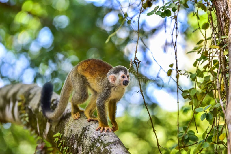 Squirrel Monkey on Branch of Tree - Animals in Wilderness Stock Photo ...