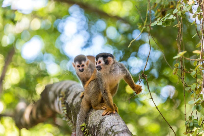Squirrel Monkey on Branch of Tree - Animals in Wilderness Stock Image ...