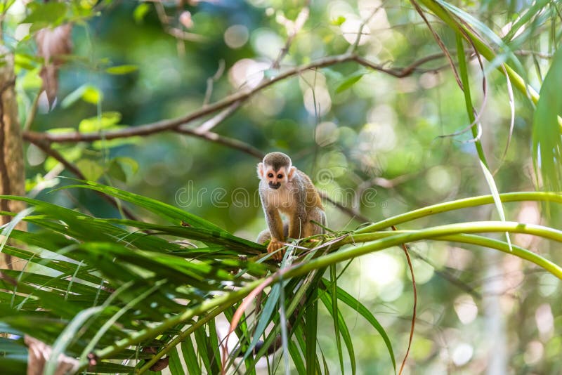 Squirrel Monkey on Branch of Tree - Animals in Wilderness Stock Image ...