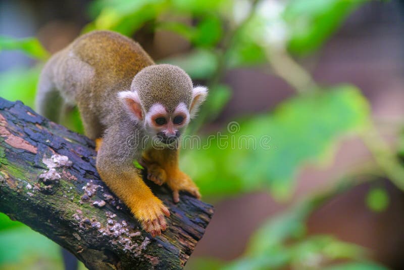 Squirrel Monkey on Branch of Tree Animals in Wilderness Stock Image ...