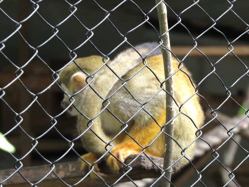 Squirrel monkey in a Cage editorial photography. Image of mischievous ...