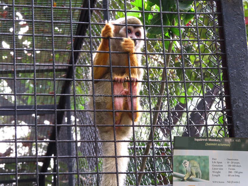 Squirrel monkey in a Cage editorial stock image. Image of primate ...