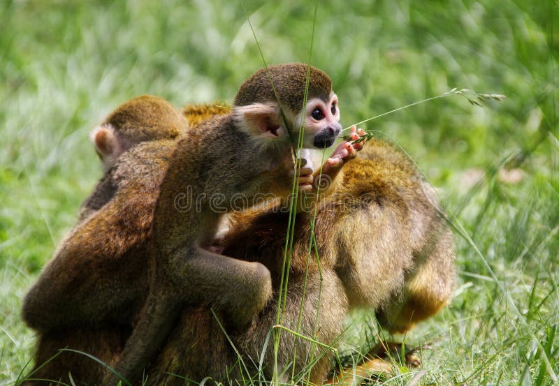A Squirrel Monkey Child Chewing a Straw Stock Image - Image of wild ...