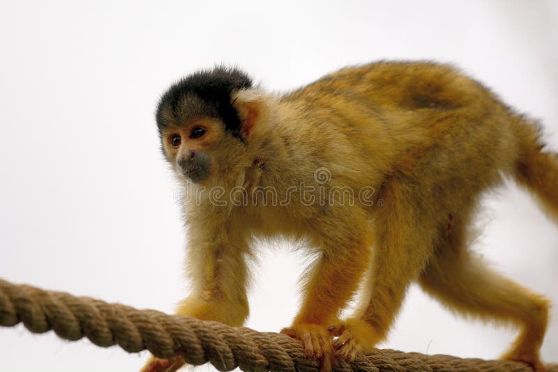 Squirrel Monkey Climbing on a Rope Stock Photo - Image of close ...