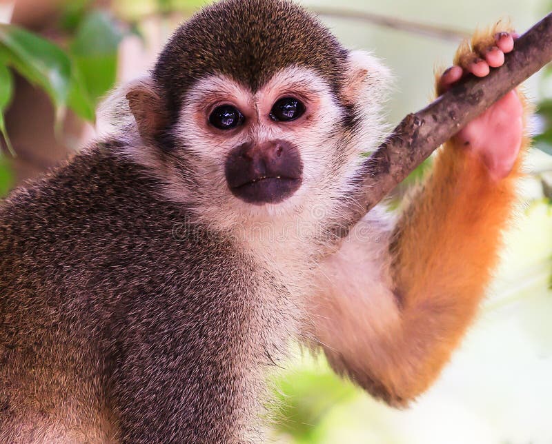 Squirrel Monkey stock photo. Image of herbivore, tropical - 32773786