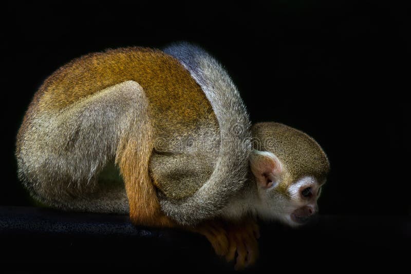 149 Monkey Crouching Stock Photos - Free & Royalty-Free Stock Photos ...