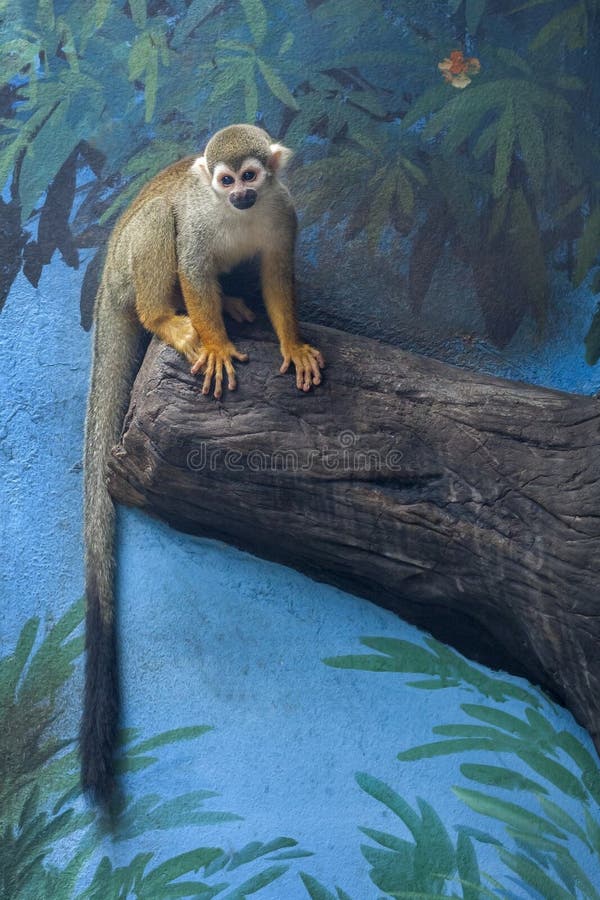 Squirrel monkey cute. stock image. Image of baby, saimiri - 121506909