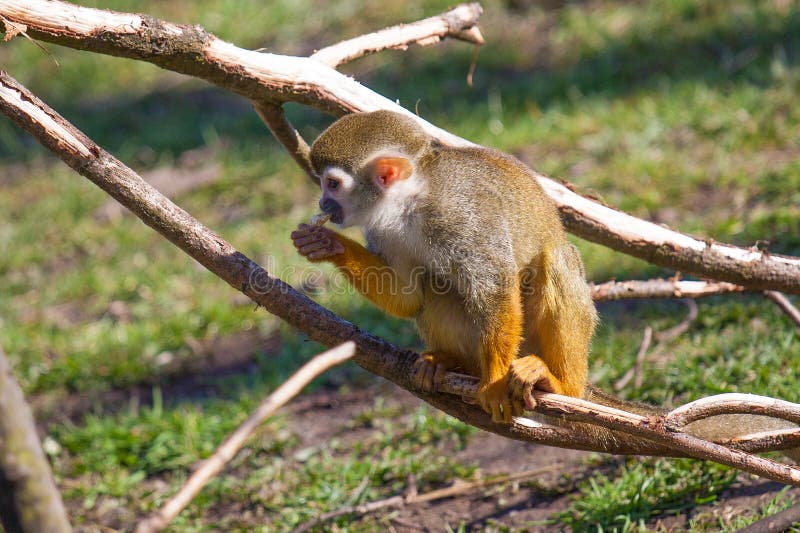 Squirrel Monkey Eating stock photo. Image of branch, climbing - 23797740