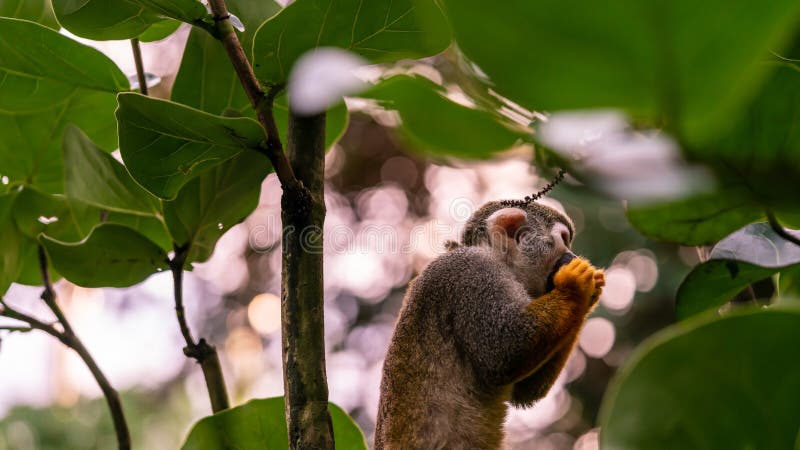 A Squirrel Monkey while Eating Stock Photo - Image of mammals, tree ...