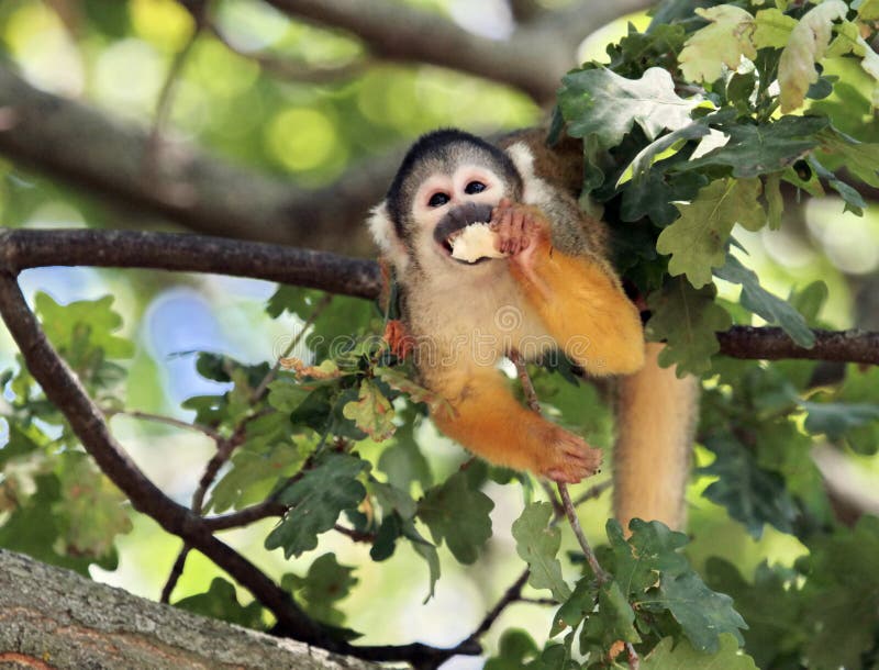 Squirrel monkey eating stock image. Image of lounging - 32749913