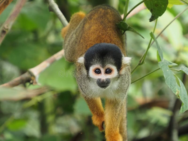 Squirrel Monkey Genus Saimiri Close-up in the Amazon Jungle, Peru Stock ...