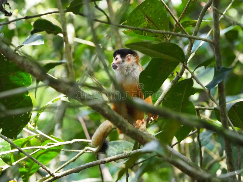 Close-up of Squirrel Monkey on Tree Trunk Stock Photo - Image of jungle ...