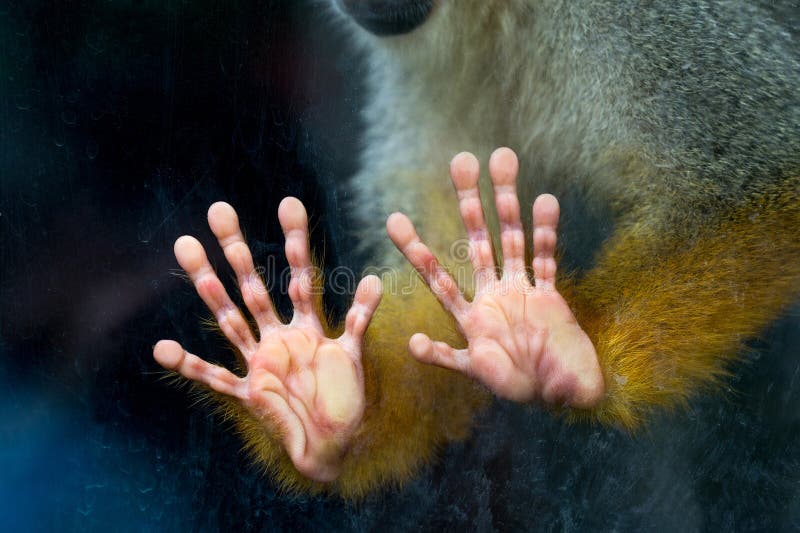 Squirrel monkey hand. stock photo. Image of mammal, sciureus - 279177162