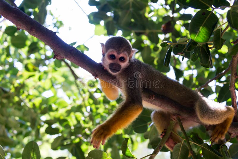 Squirrel Monkey at Hay Park in Kiryat Motzkin, Israel Stock Photo ...