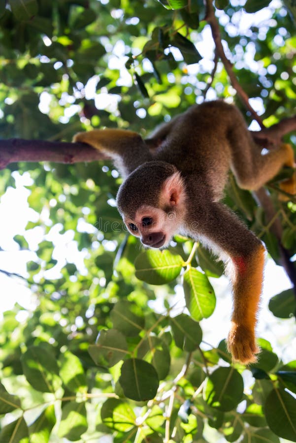 Squirrel Monkey at Hay Park in Kiryat Motzkin, Israel Stock Image ...