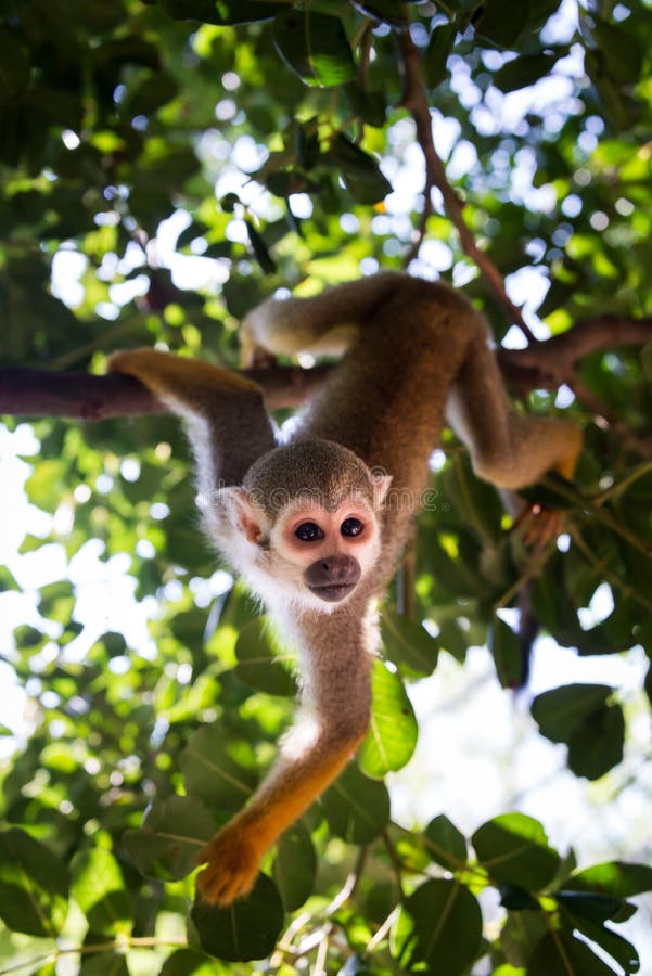 Squirrel Monkey at Hay Park in Kiryat Motzkin, Israel Stock Image ...