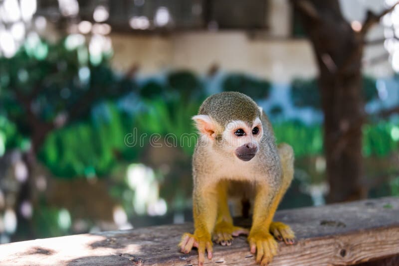 Squirrel Monkey at Hay Park in Kiryat Motzkin, Israel Stock Photo ...