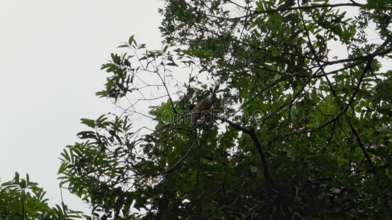 Squirrel Monkey Jumping through Canopy of the Rainforest Stock Footage ...