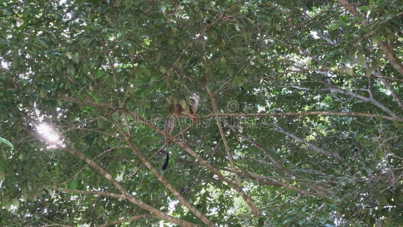 Squirrel Monkey Jumping through Canopy of the Rainforest Stock Video ...
