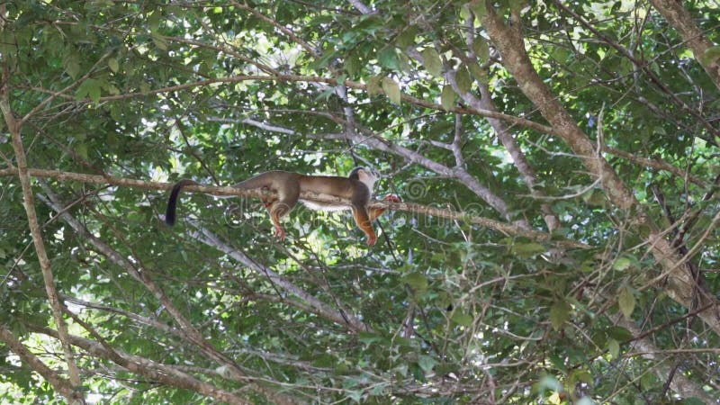 Squirrel Monkey Jumping through Canopy of the Rainforest Stock Video ...